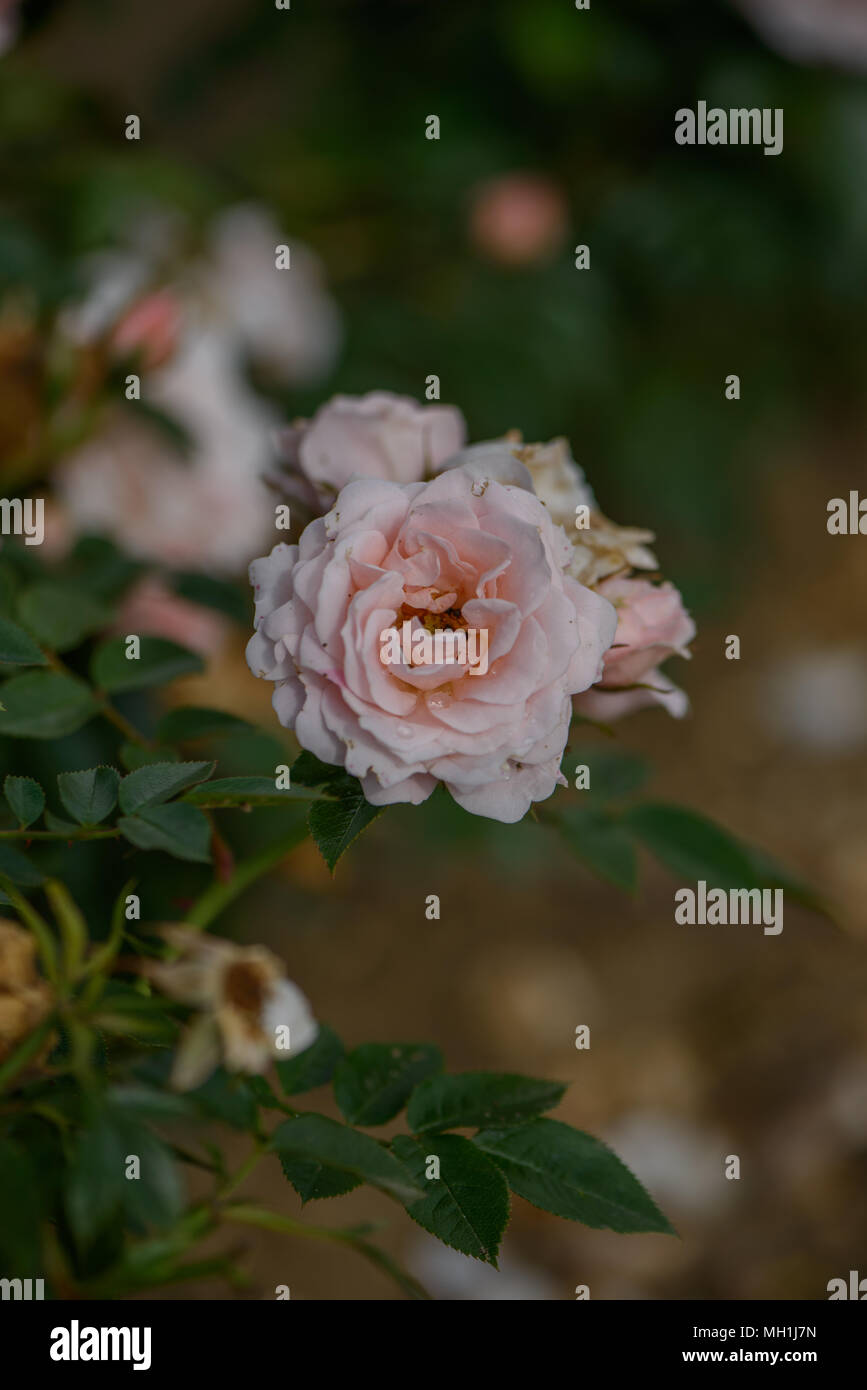 Rose garden bride hi-res stock photography and images - Alamy