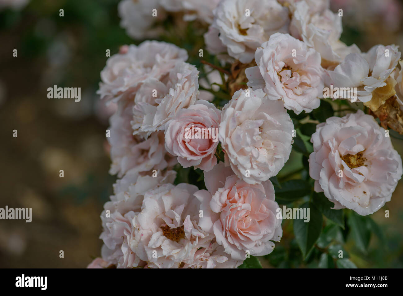 Lovely bride hi-res stock photography and images - Alamy