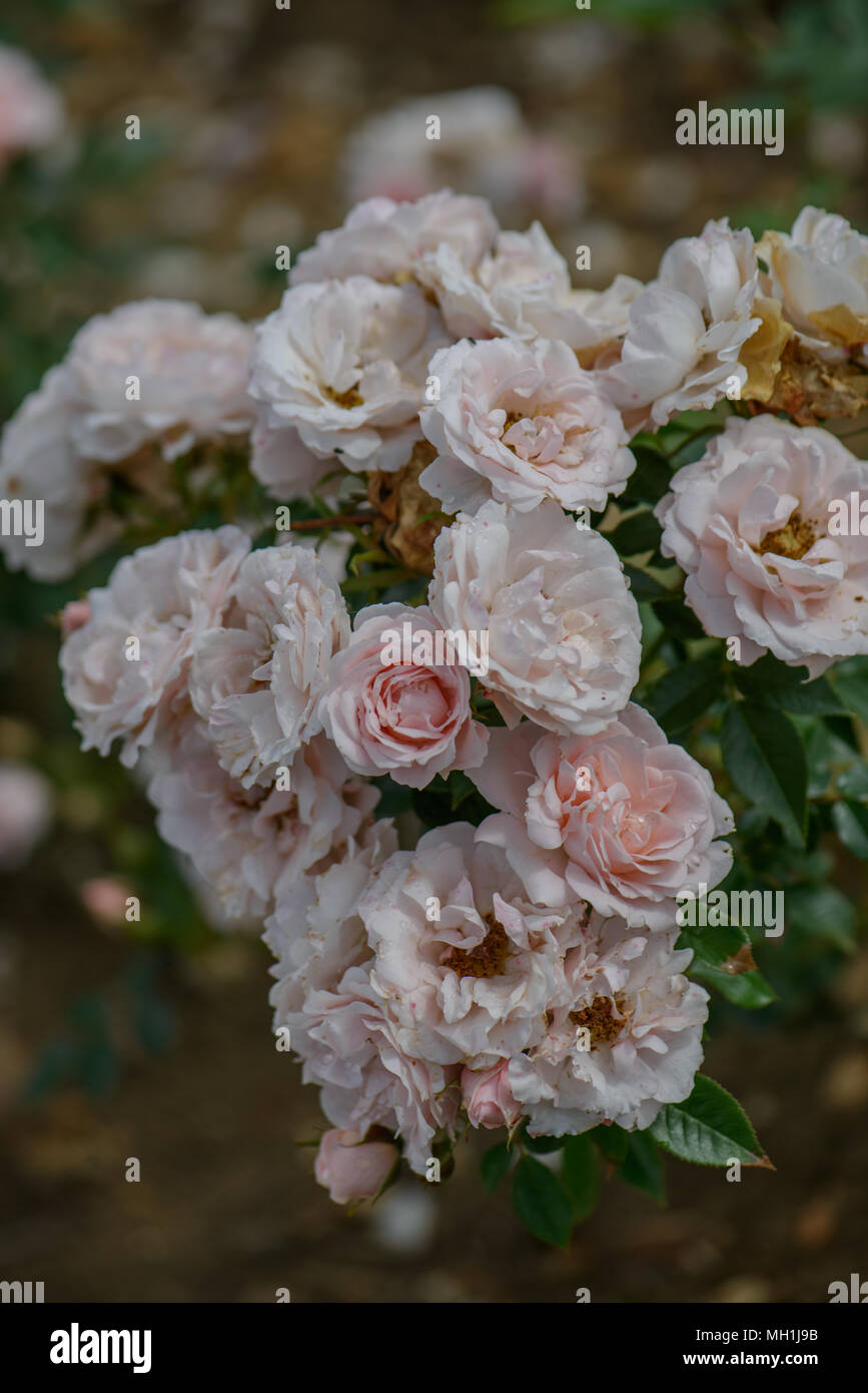Rose garden bride hi-res stock photography and images - Alamy