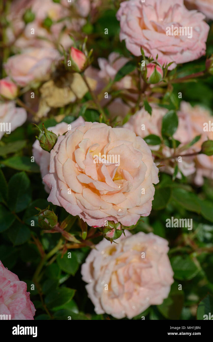 Rose garden bride hi-res stock photography and images - Alamy