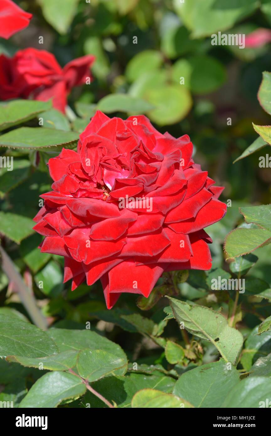 Rosa loving memory rose hi-res stock photography and images - Alamy