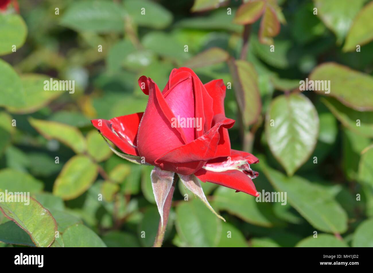 Rosa loving memory rose hi-res stock photography and images - Alamy
