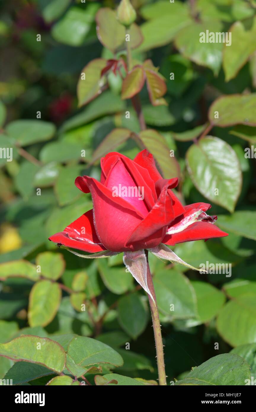Rosa loving memory rose hi-res stock photography and images - Alamy