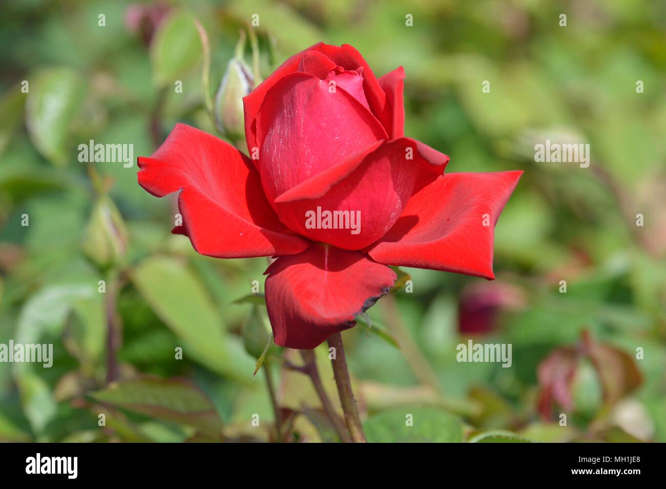 Rose Loving Memory Stock Photo - Alamy