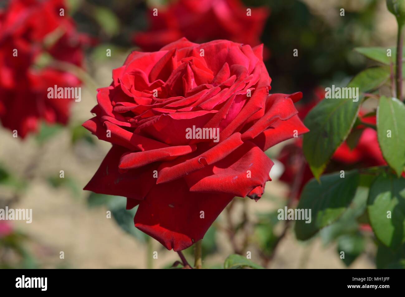 Rose Loving Memory Stock Photo - Alamy
