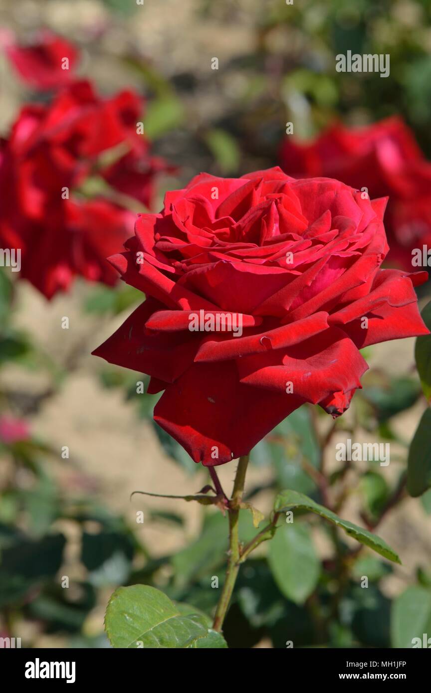 Rosa loving memory rose hi-res stock photography and images - Alamy