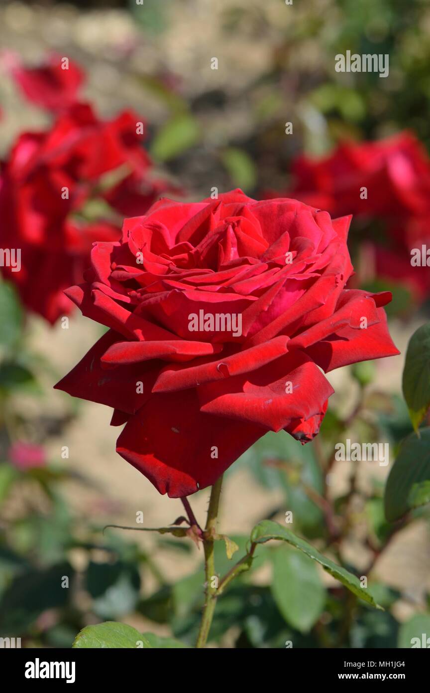 Rosa loving memory rose hi-res stock photography and images - Alamy