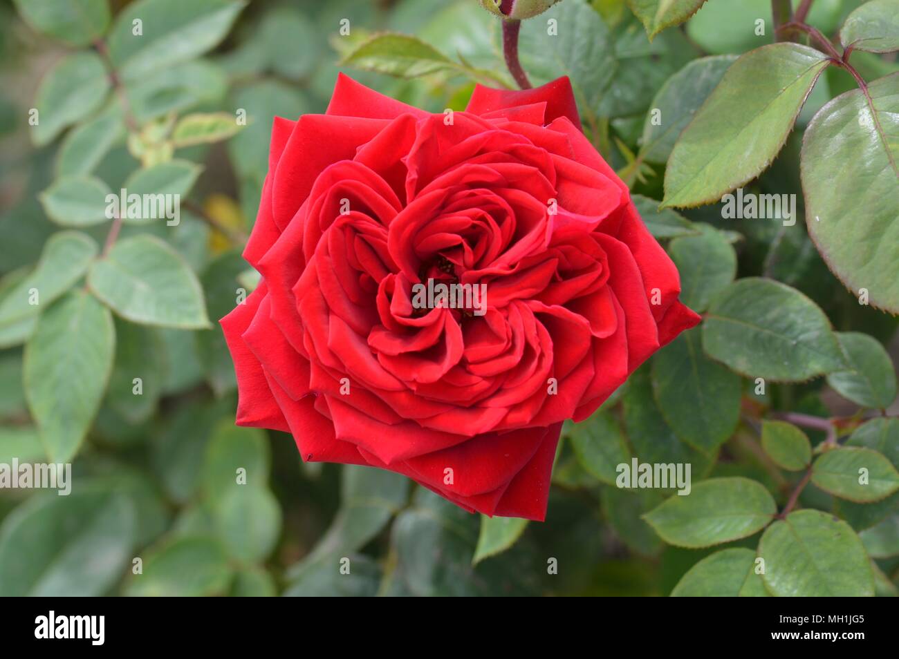 Loving Memory Rose High Resolution Stock Photography and Images - Alamy