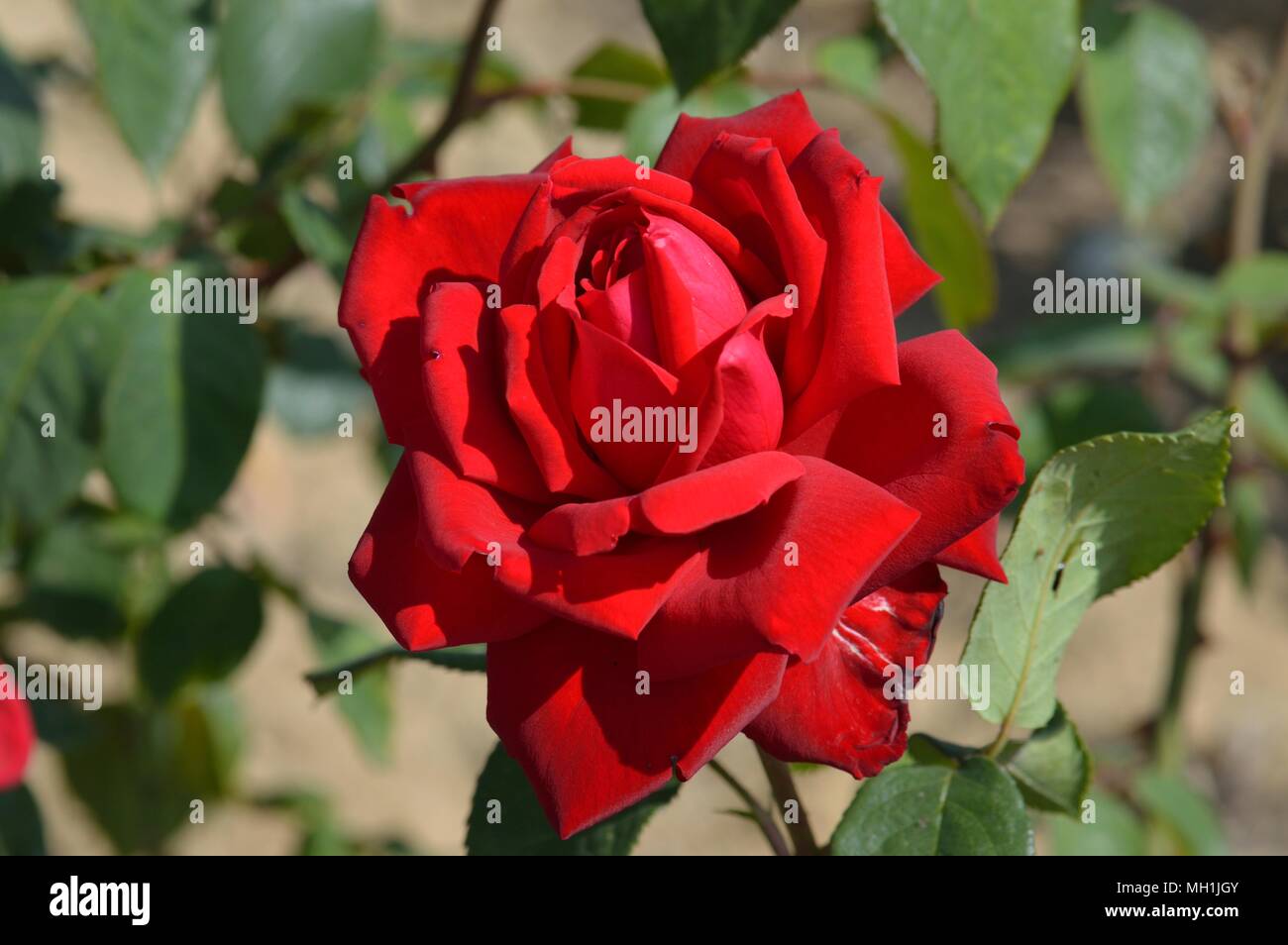 Rose Loving Memory Stock Photo - Alamy