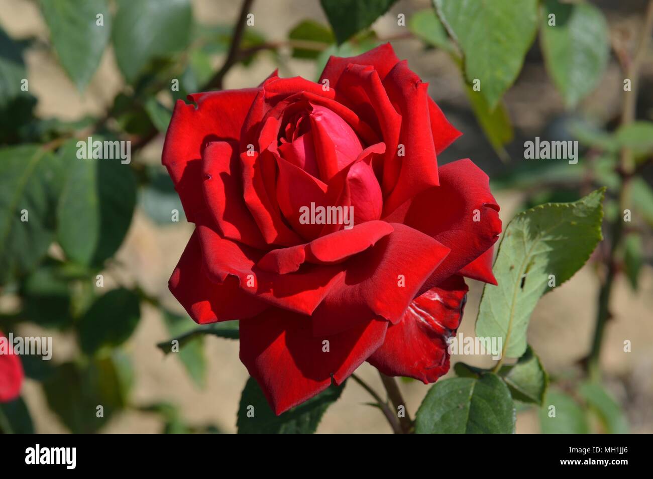 Rosa loving memory rose hi-res stock photography and images - Alamy