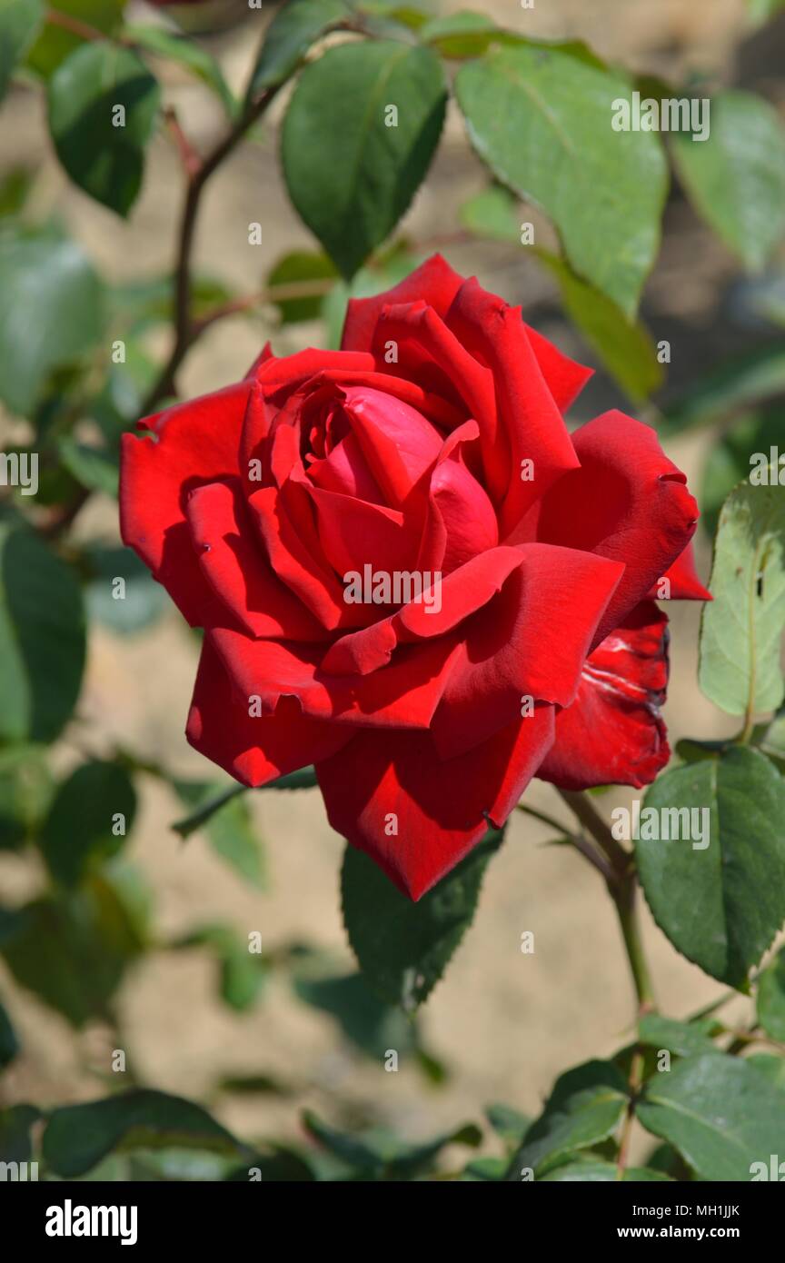 Rose loving memory hi-res stock photography and images - Alamy