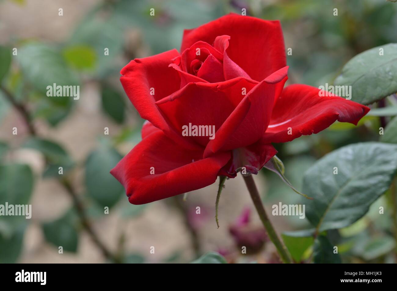 Rose Loving Memory Stock Photo - Alamy