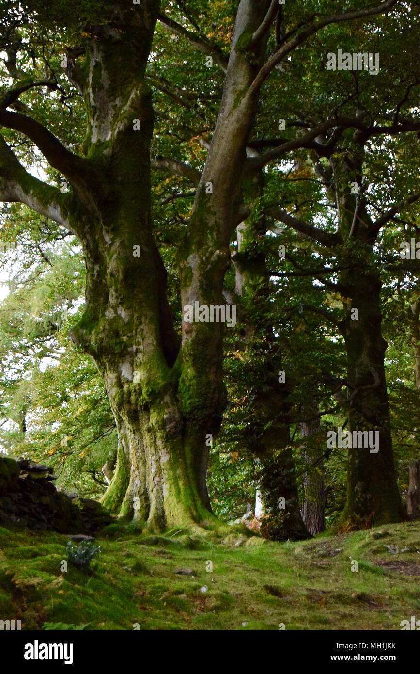 Collection of summer green trees in scenic woodland, snowdonia, north ...