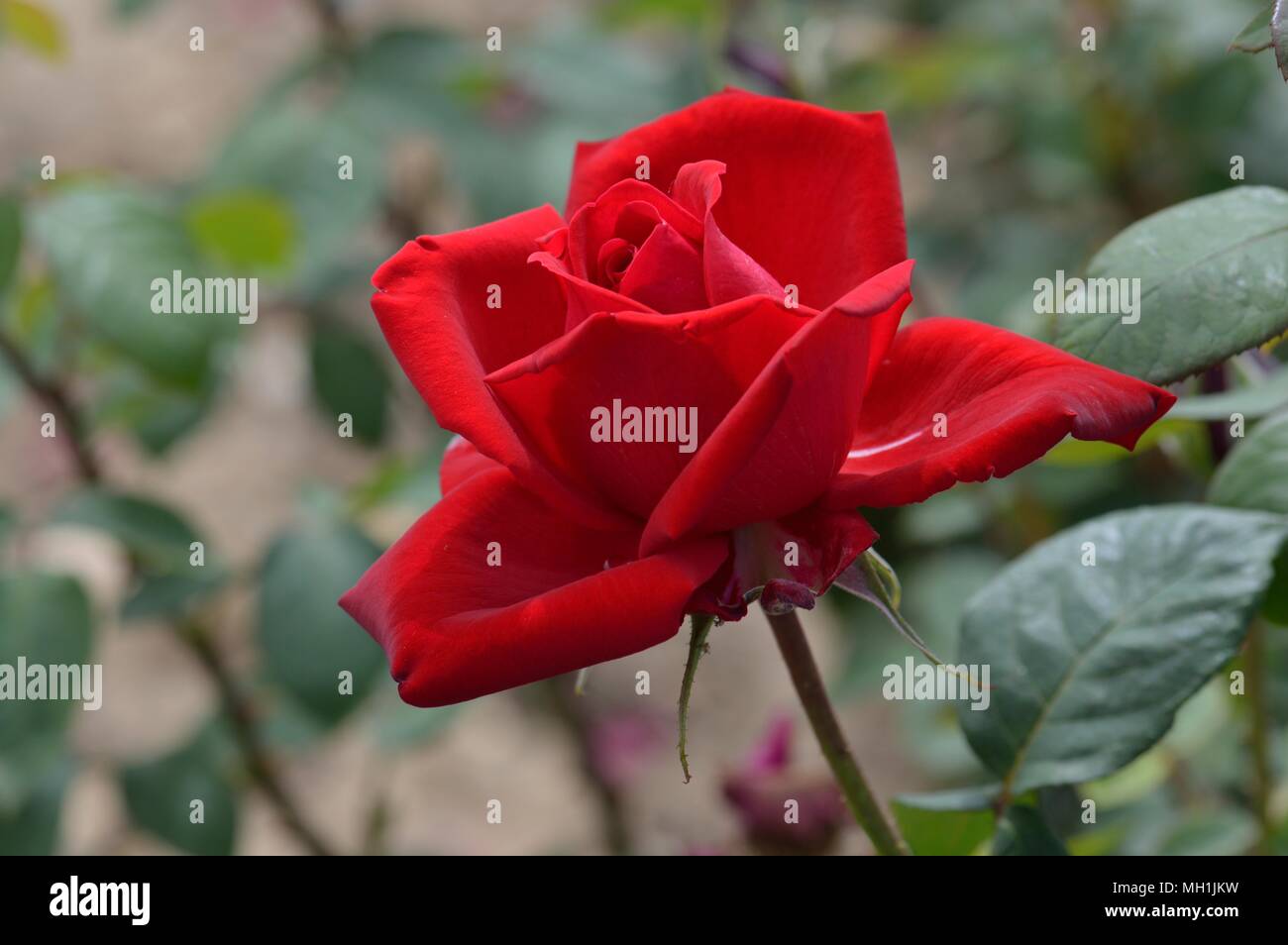 Rose Loving Memory Stock Photo - Alamy