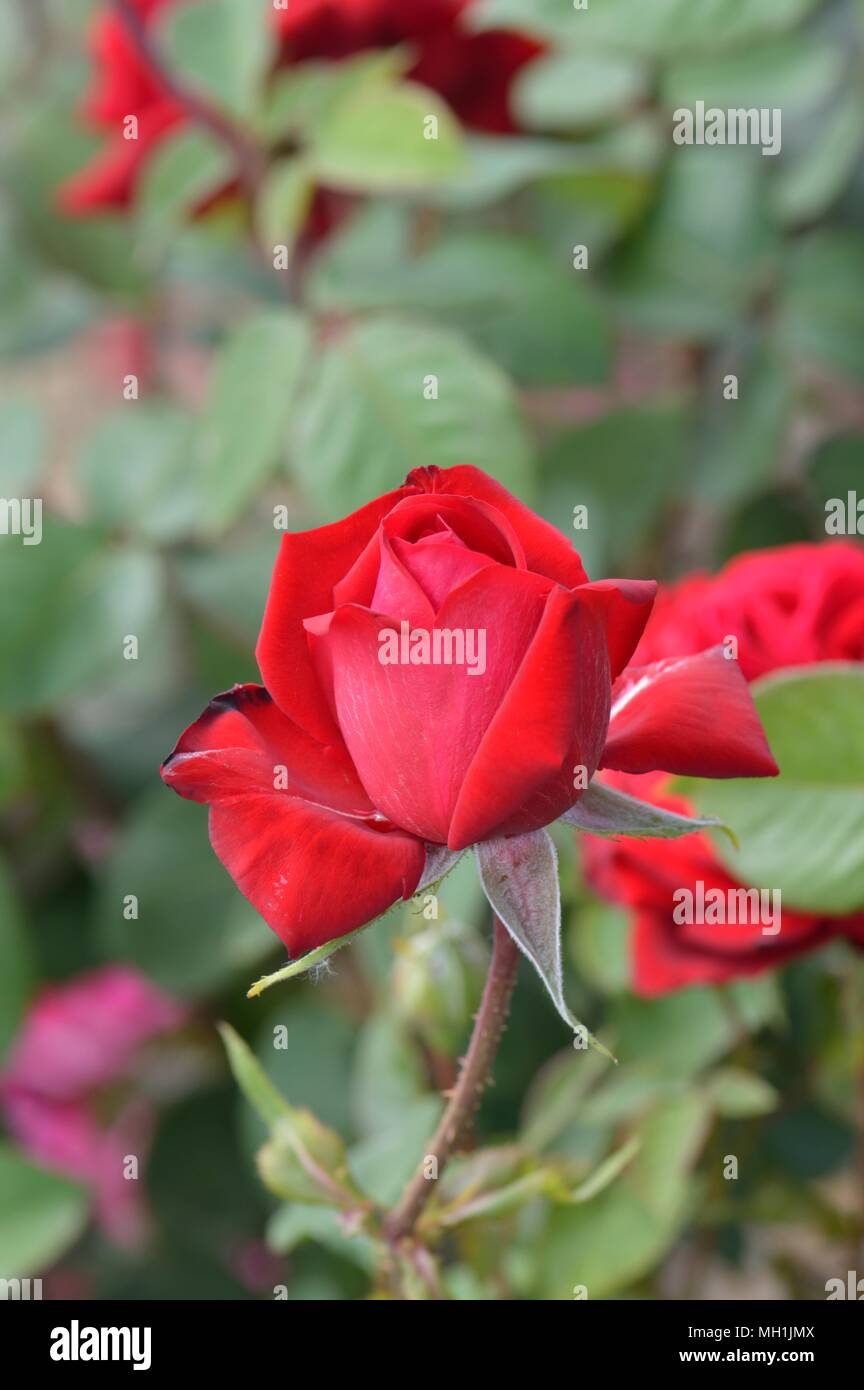 Rose Loving Memory Stock Photo - Alamy