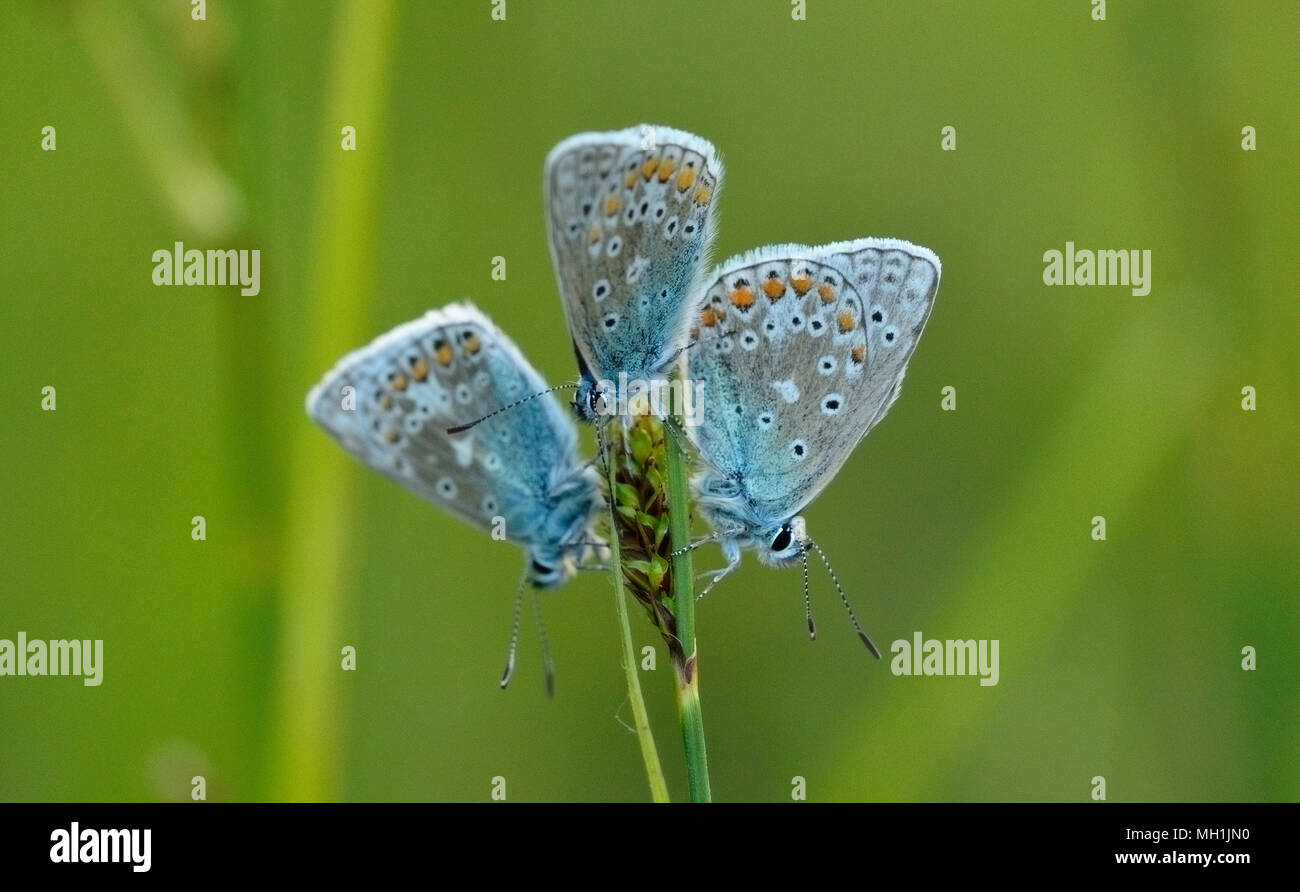 Three butterflies hi-res stock photography and images - Alamy