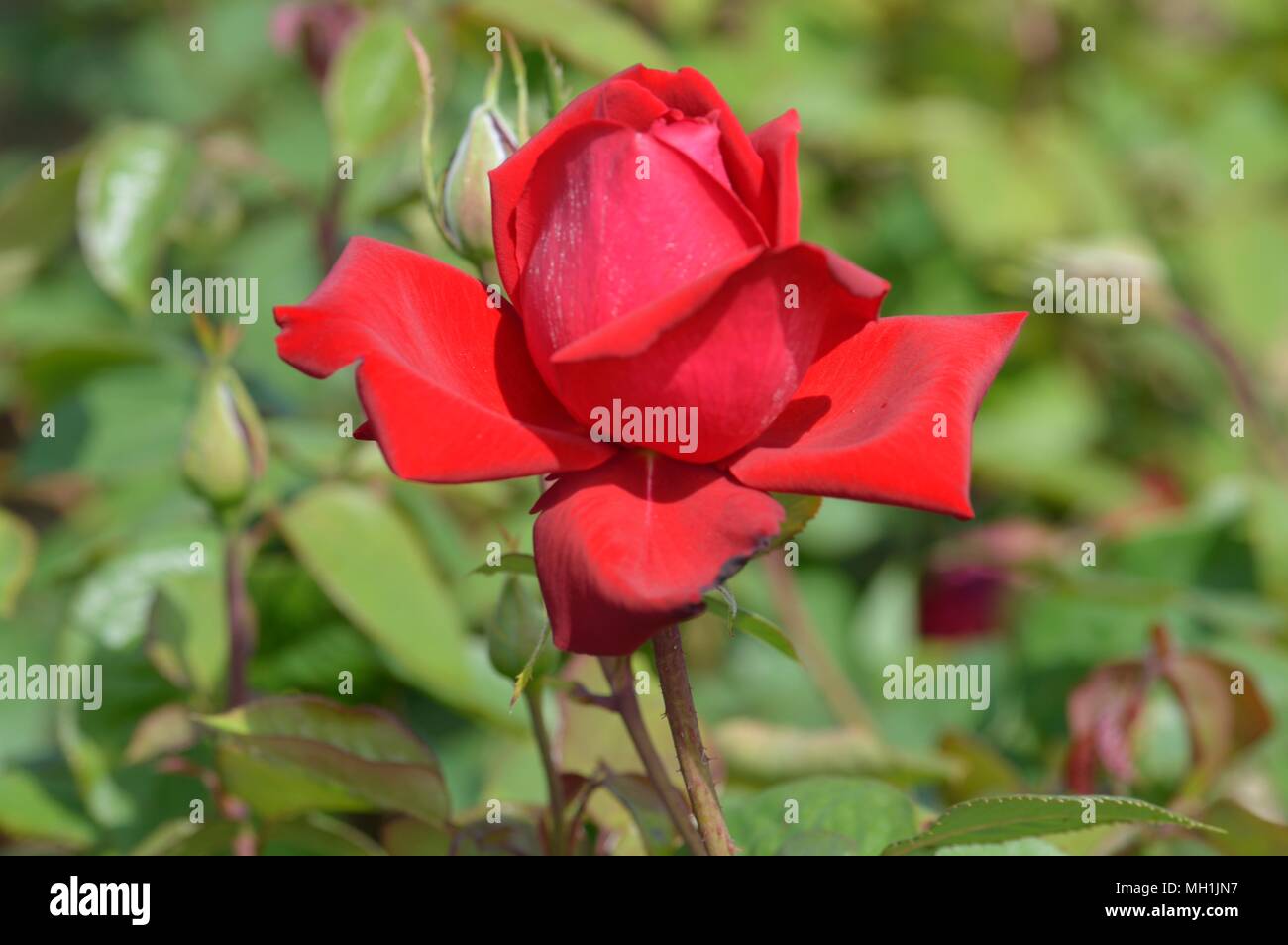 Rosa loving memory rose hi-res stock photography and images - Alamy