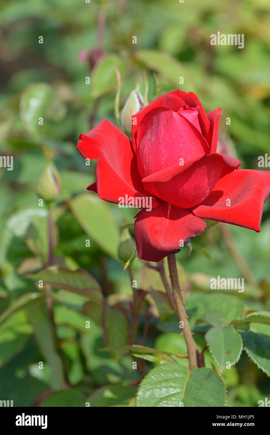 Loving memory rose hi-res stock photography and images - Alamy