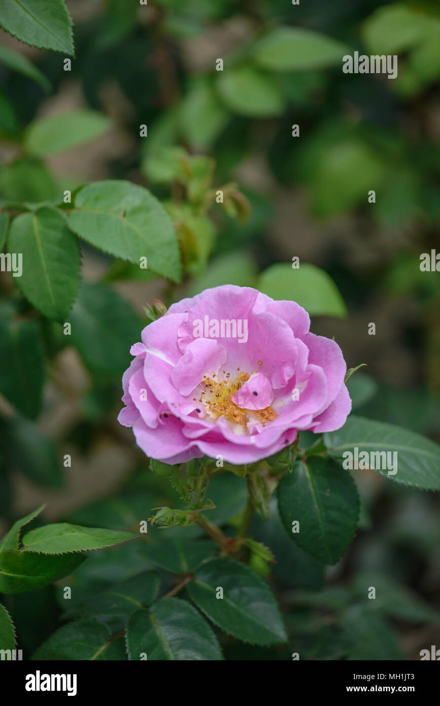 Rosa lucky flower hi-res stock photography and images - Alamy