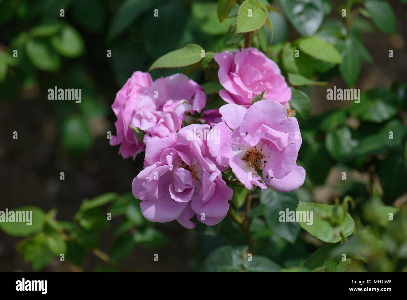 Rosa lucky hi-res stock photography and images - Alamy