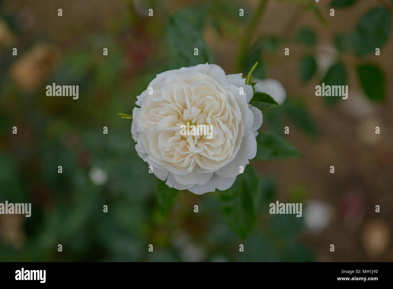 Rose Macmillan Nurse Stock Photo - Alamy