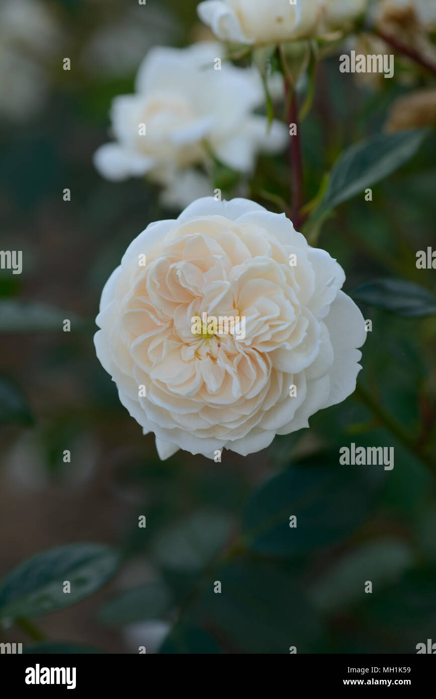 Rose Macmillan Nurse Stock Photo - Alamy