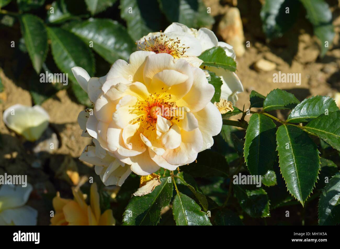 Rose rosa maigold hi-res stock photography and images - Alamy