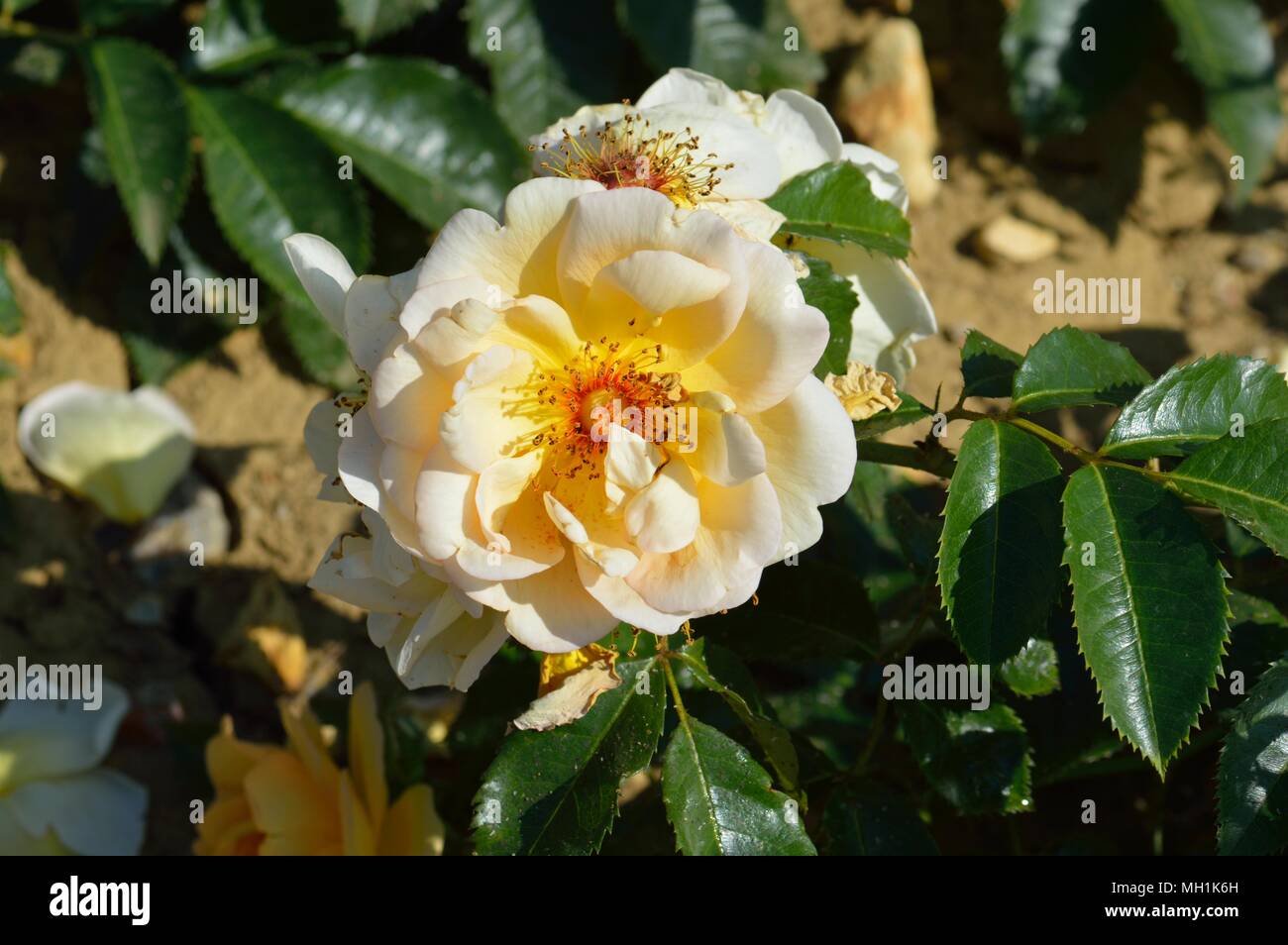 Rose maigold hi-res stock photography and images - Alamy