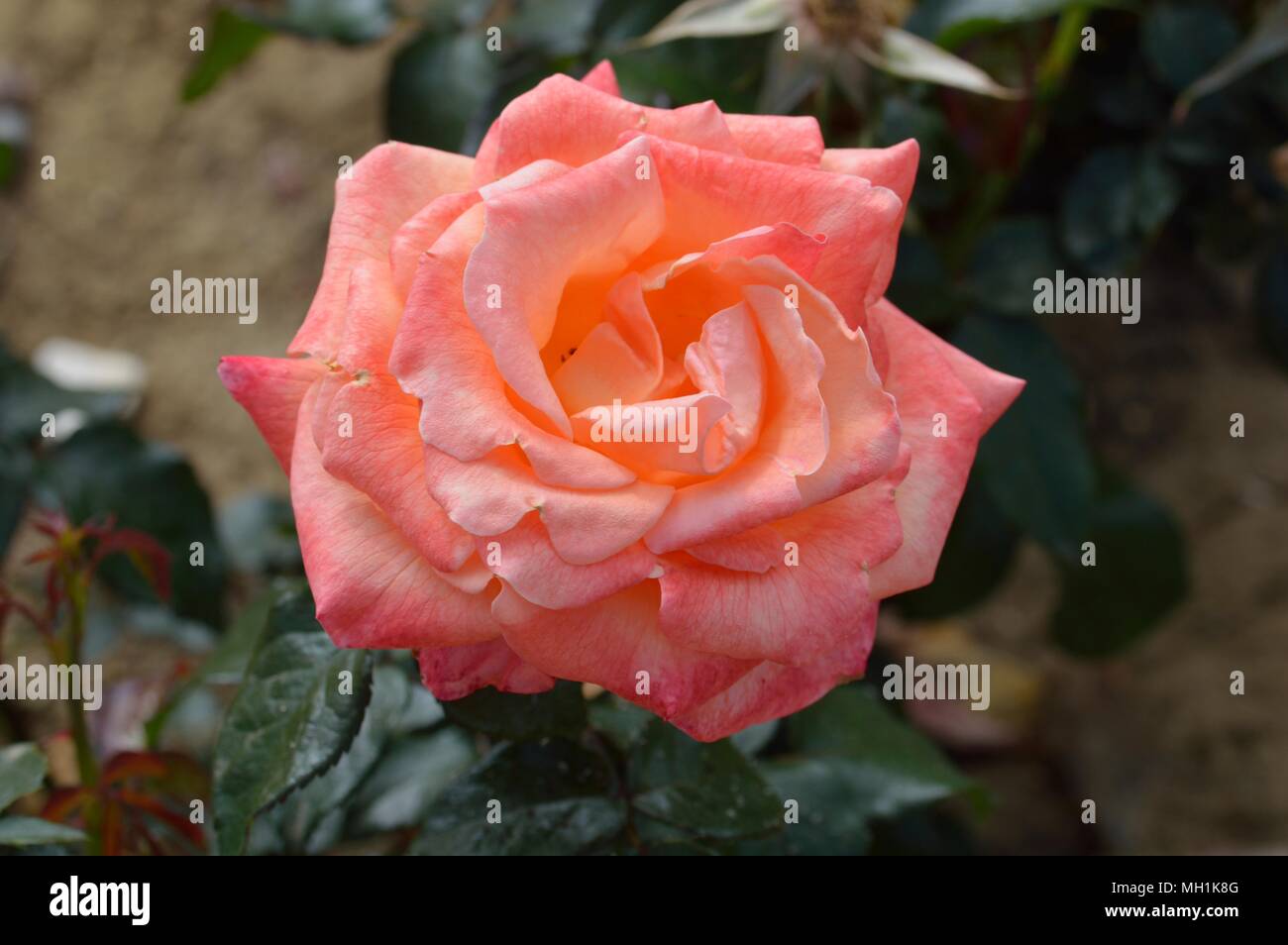 Mama rosa hi-res stock photography and images - Alamy