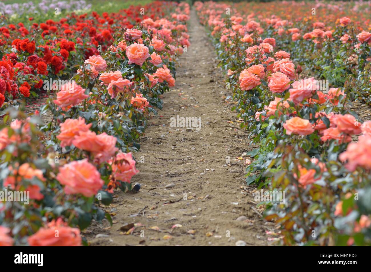 Rose Mama Mia Stock Photo - Alamy