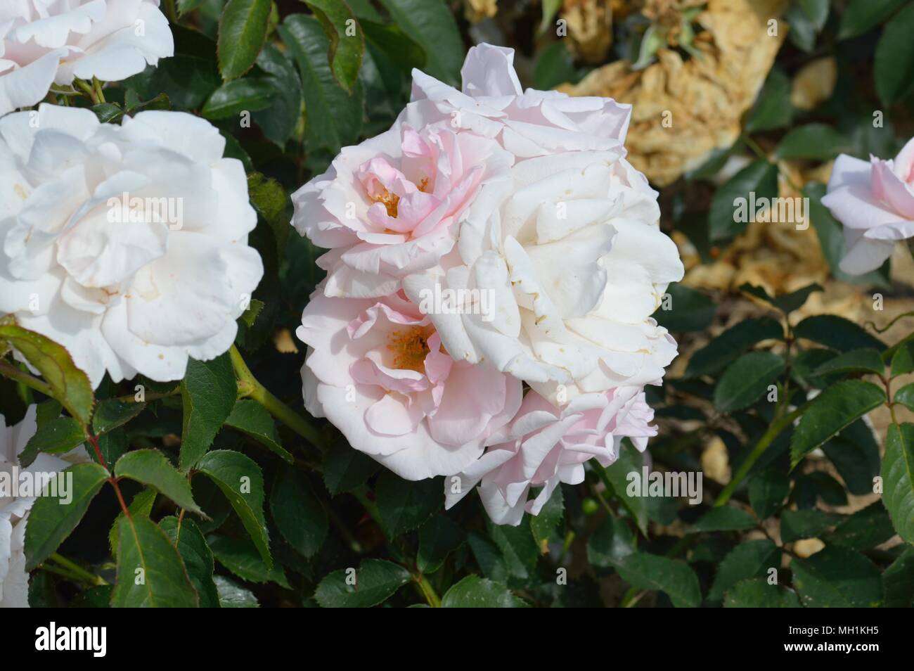Many happy returns flowers hi-res stock photography and images - Alamy