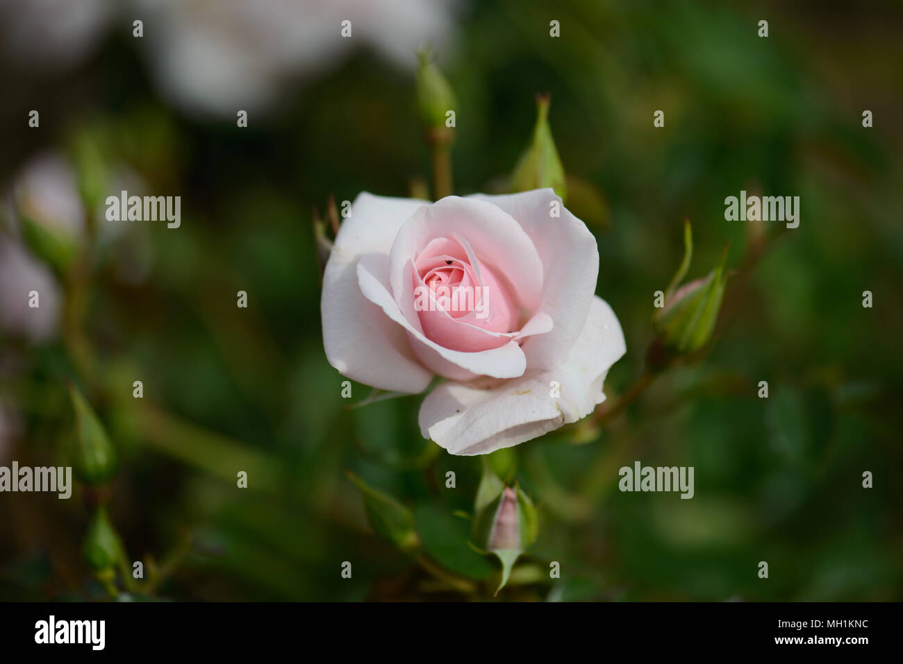 Rose Many Happy Returns Stock Photo - Alamy