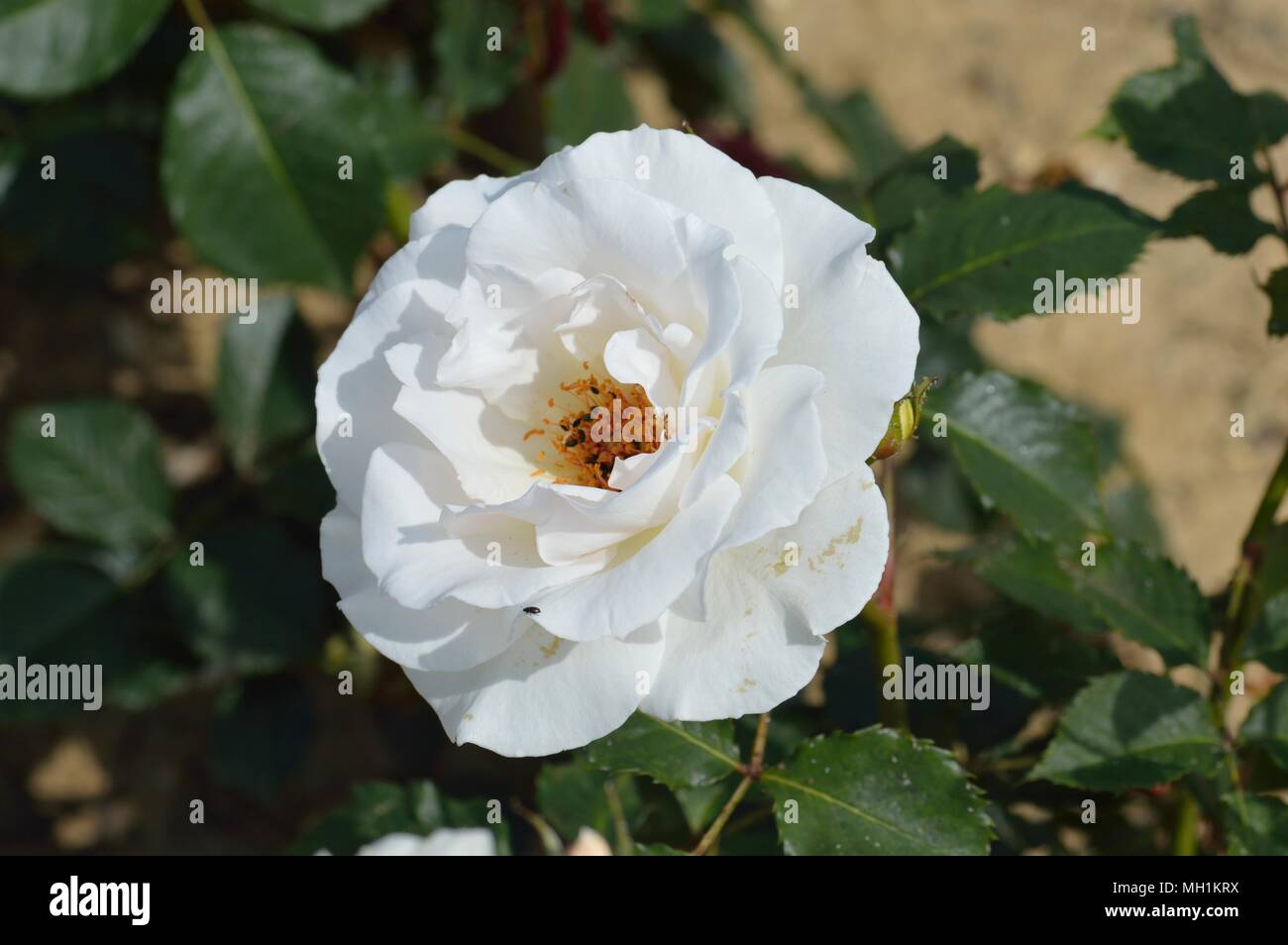 Rose Margaret Merril Stock Photo - Alamy