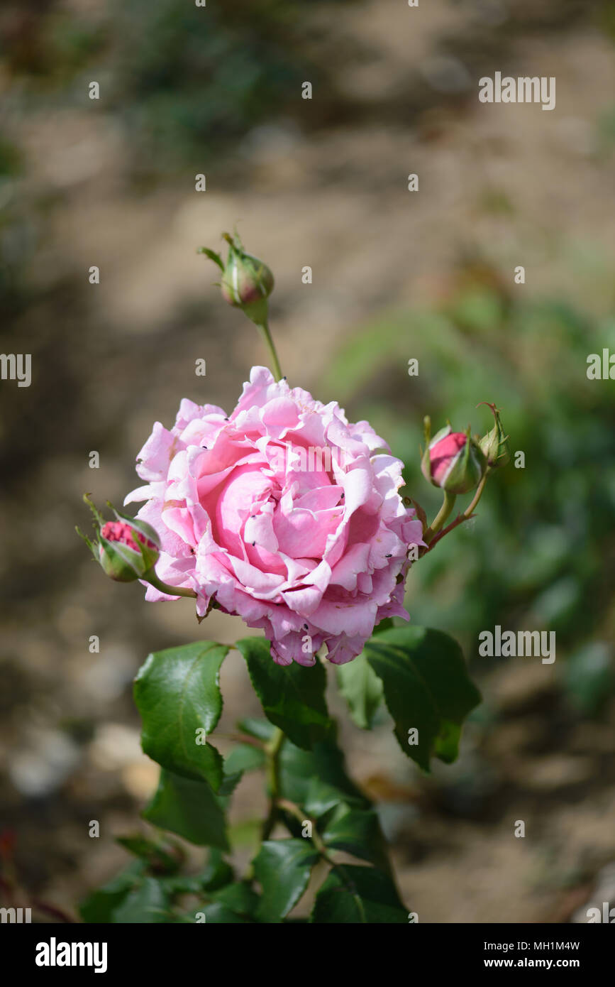 Rose Millie Rose Stock Photo - Alamy