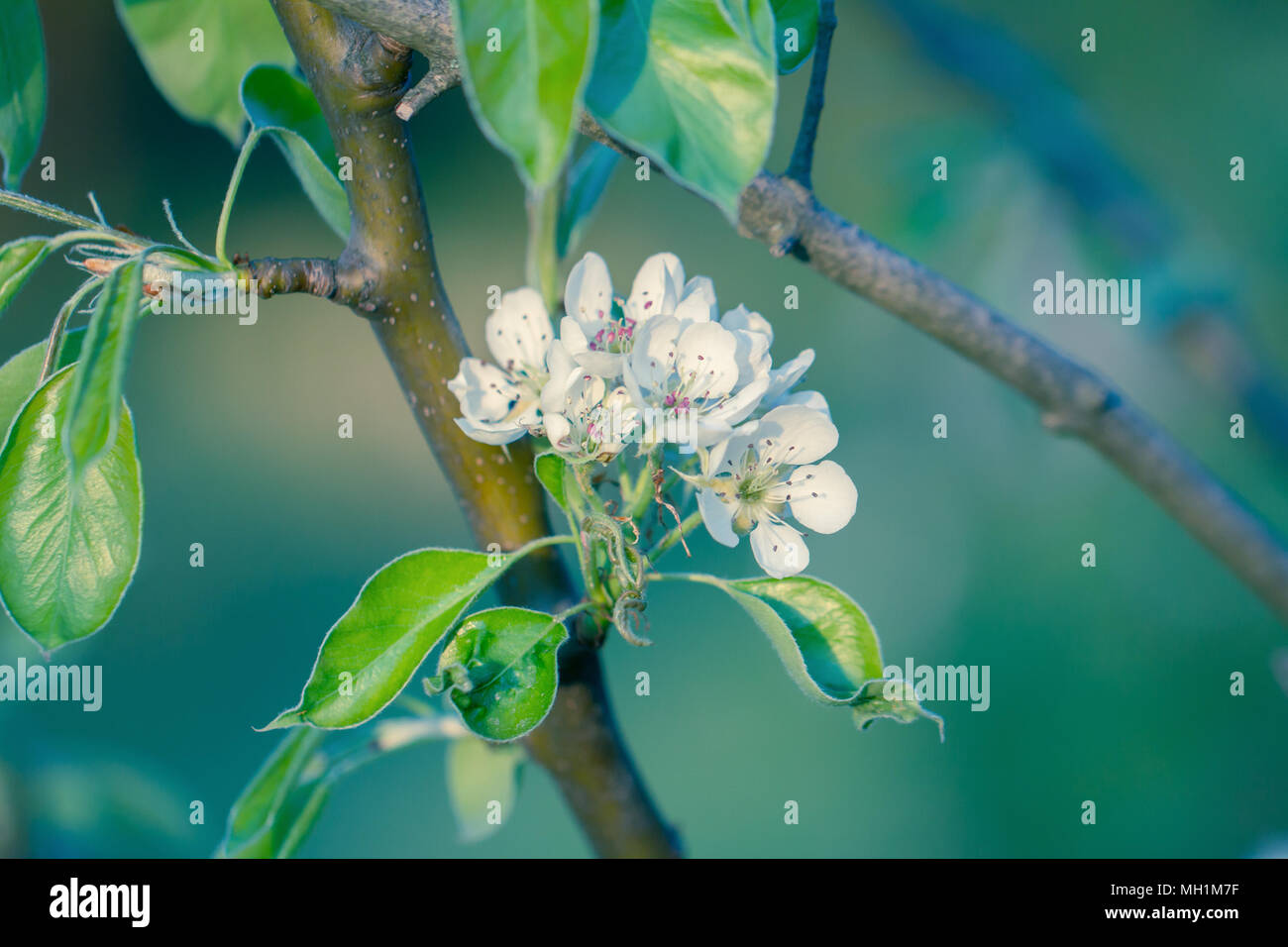 Beautiful cherry tree blossom hi-res stock photography and images - Alamy