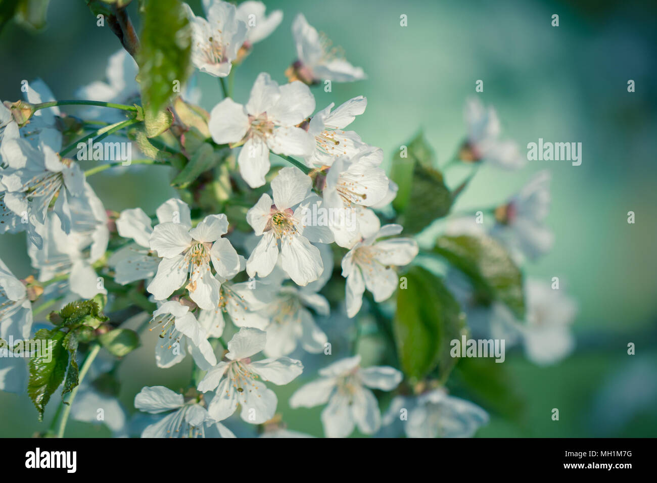 Blossom branch cherry tree hi-res stock photography and images - Alamy