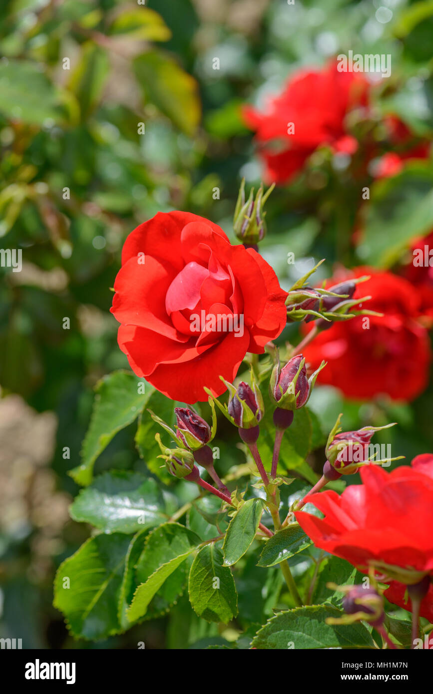 Rose Moment in time Stock Photo - Alamy