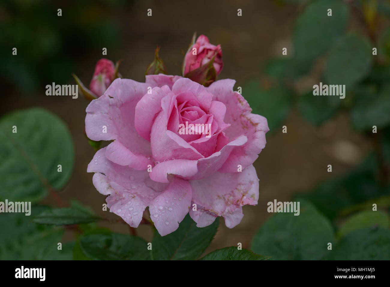 My mum rose hi-res stock photography and images - Alamy