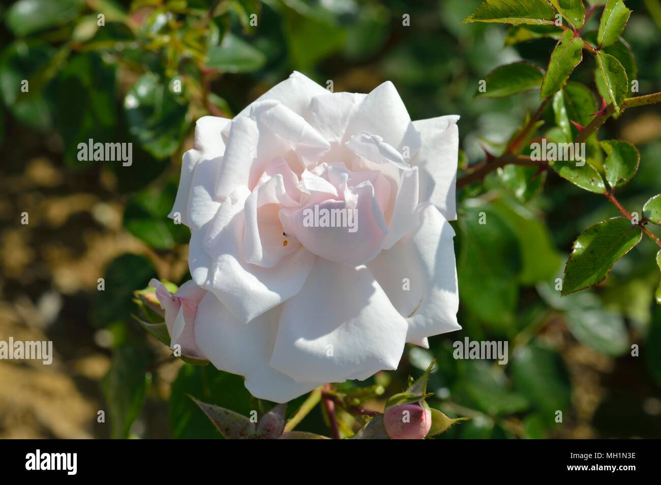 Rose New Dawn Stock Photo - Alamy