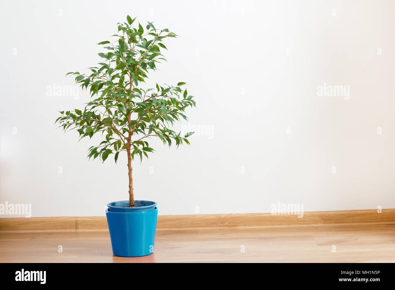 Potted ficus benjamina plant hi-res stock photography and images - Alamy