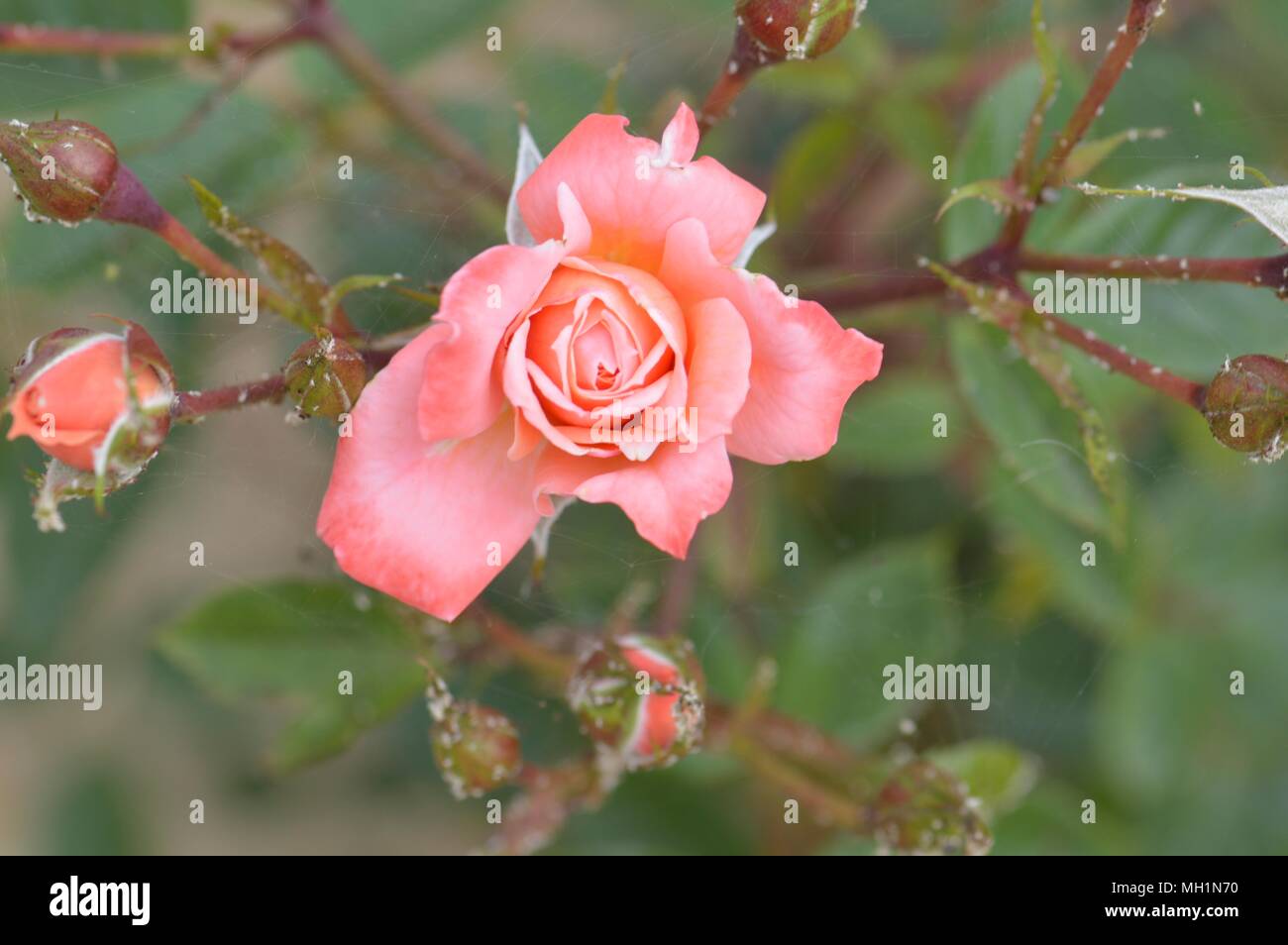 Rose Nice Day Stock Photo - Alamy