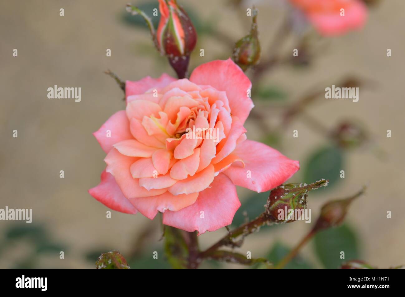 Rose Nice Day Stock Photo - Alamy