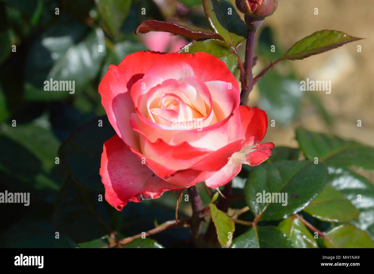 Bicolor rose hi-res stock photography and images - Alamy