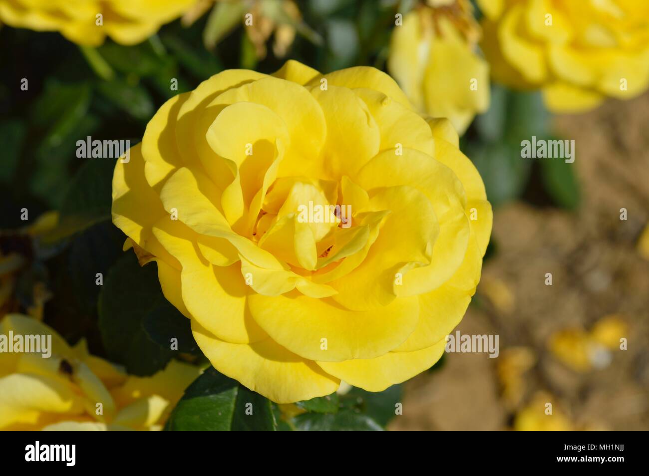 Rose Nurse Tracy Stock Photo - Alamy