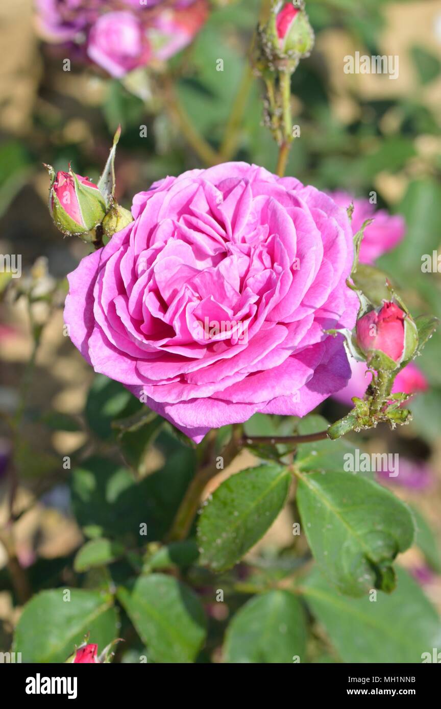 Old english shrub rose hi-res stock photography and images - Alamy