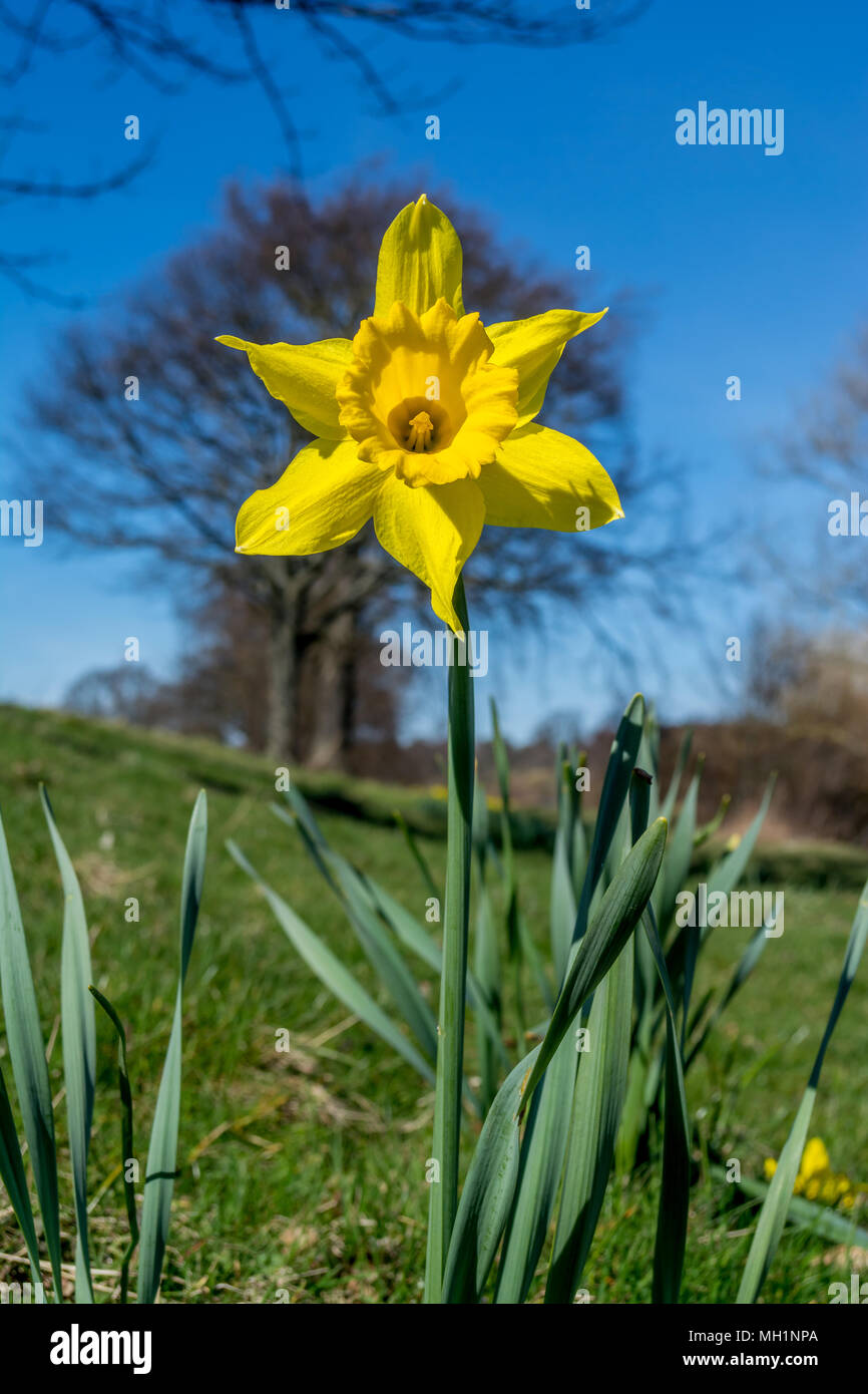 Single Daffodil Flower Stock Photos & Single Daffodil Flower Stock ...