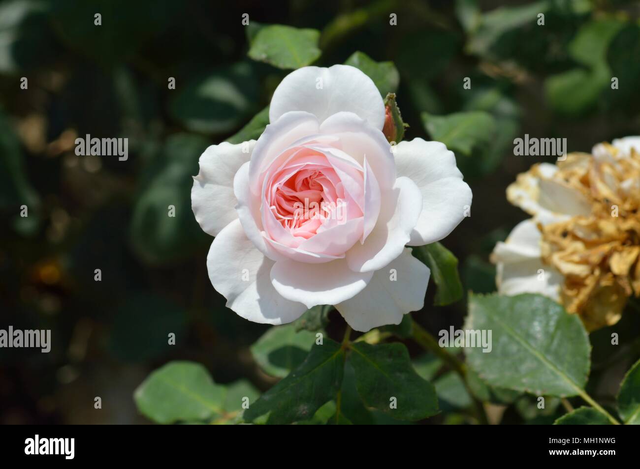 Rose Our Beth Stock Photo - Alamy