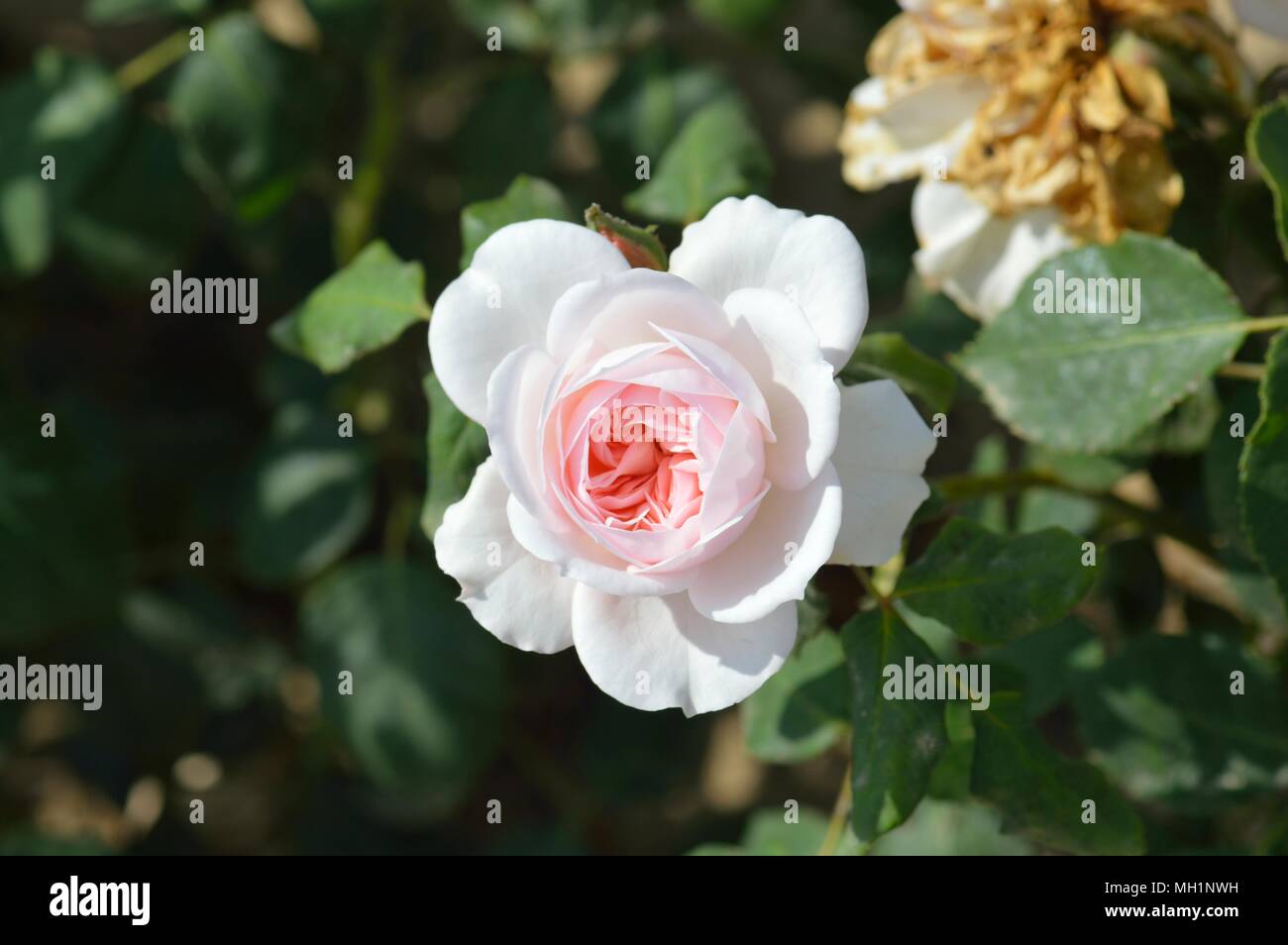 Rose Our Beth Stock Photo - Alamy