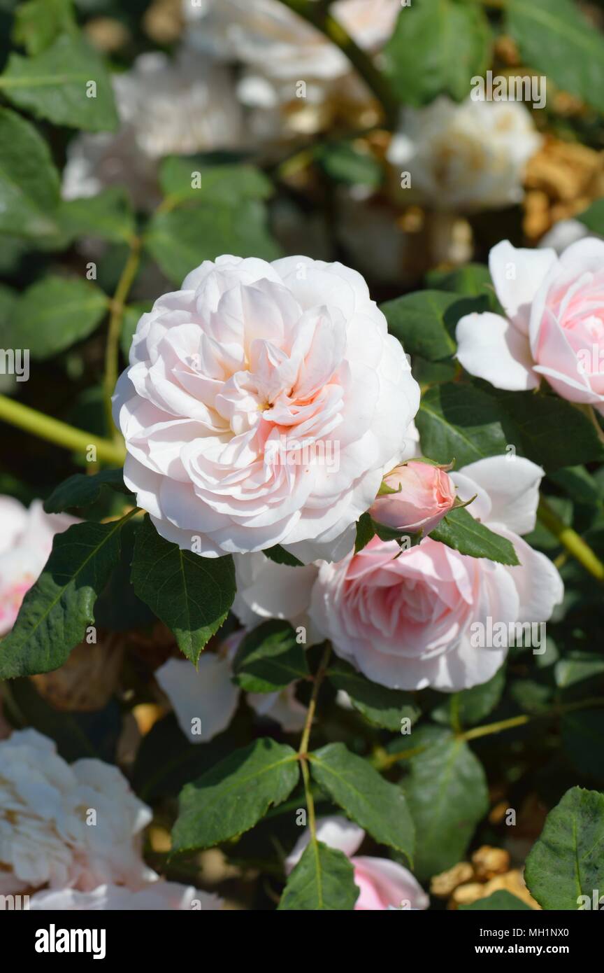 Rose Our Beth Stock Photo - Alamy