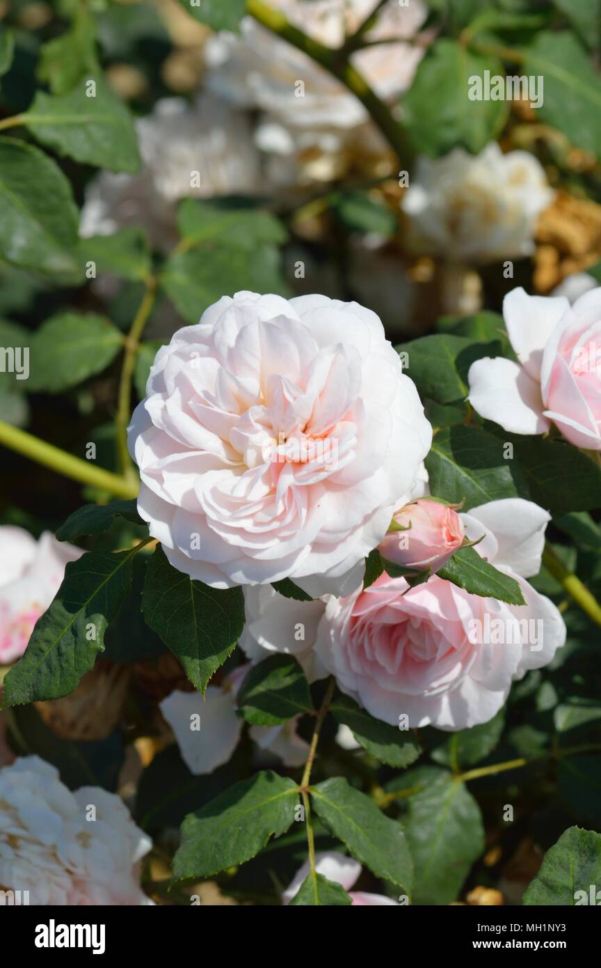 Rose Our Beth Stock Photo - Alamy